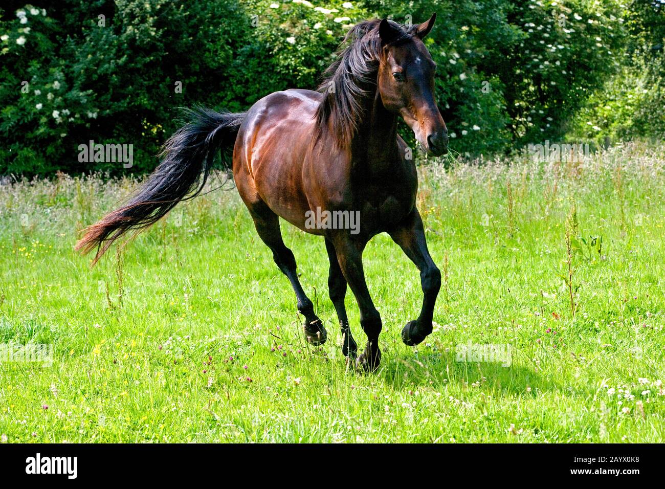 ENGLISH THOROUGHBRED HORSE IN NORMANDY Stock Photo - Alamy