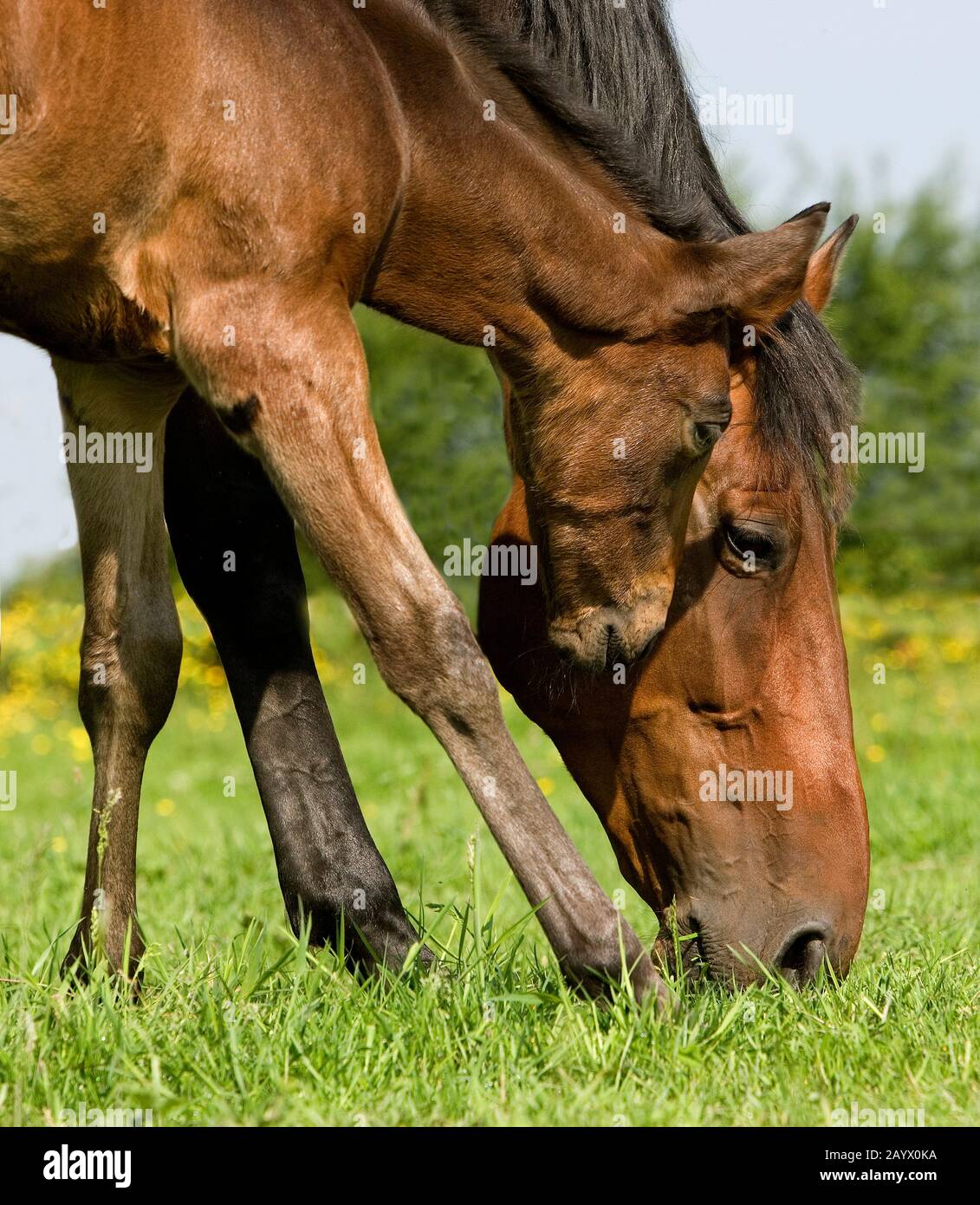 French Trotter, Mare with Foal eating Grass in Paddock, Normandy Stock ...