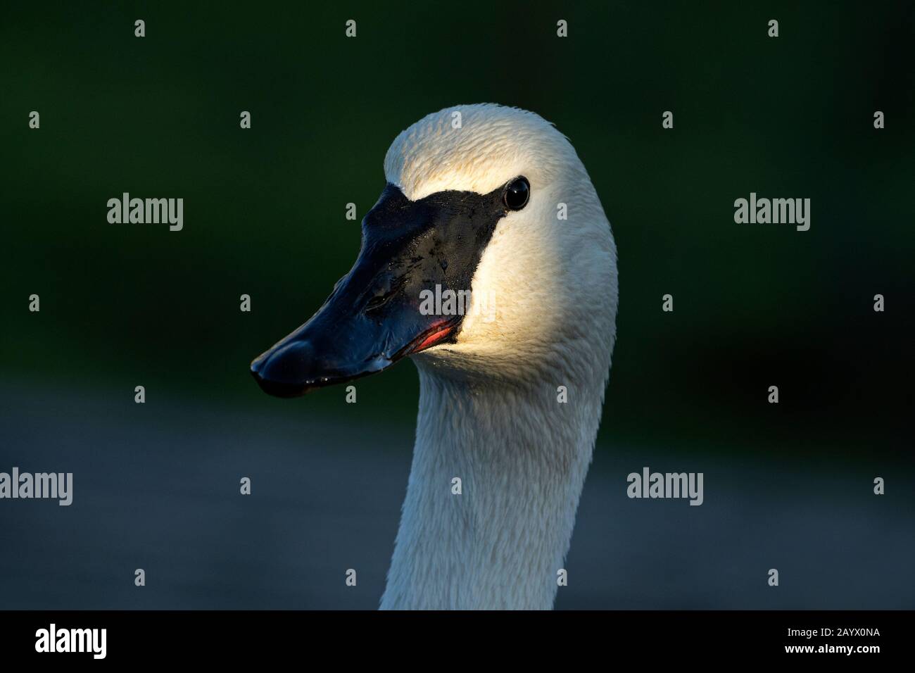 Portrait of a Trumpeter Swan-Cygnus buccinator Stock Photo - Alamy