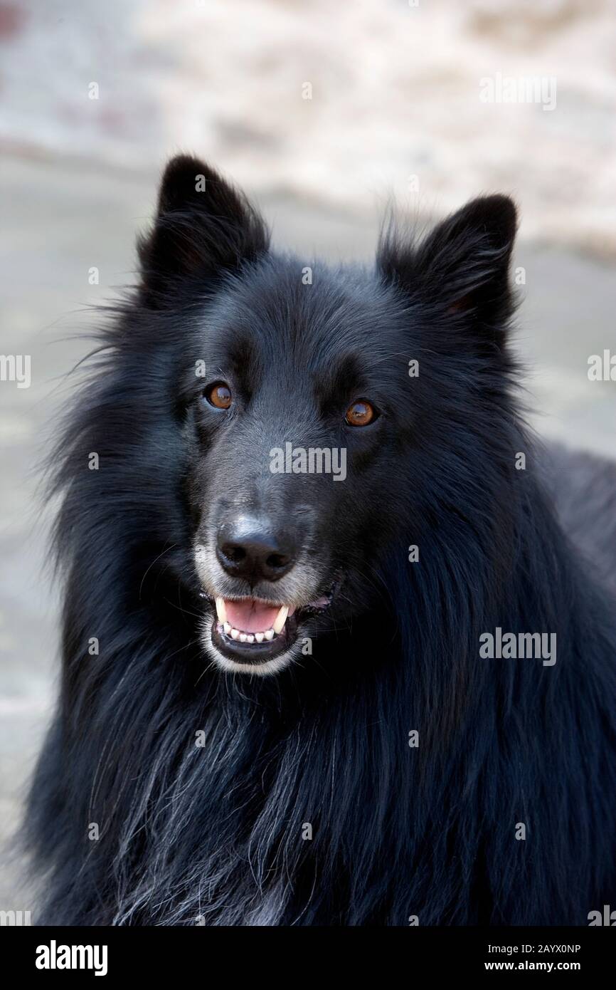 Groenendael shepherd hi-res stock photography and images - Alamy