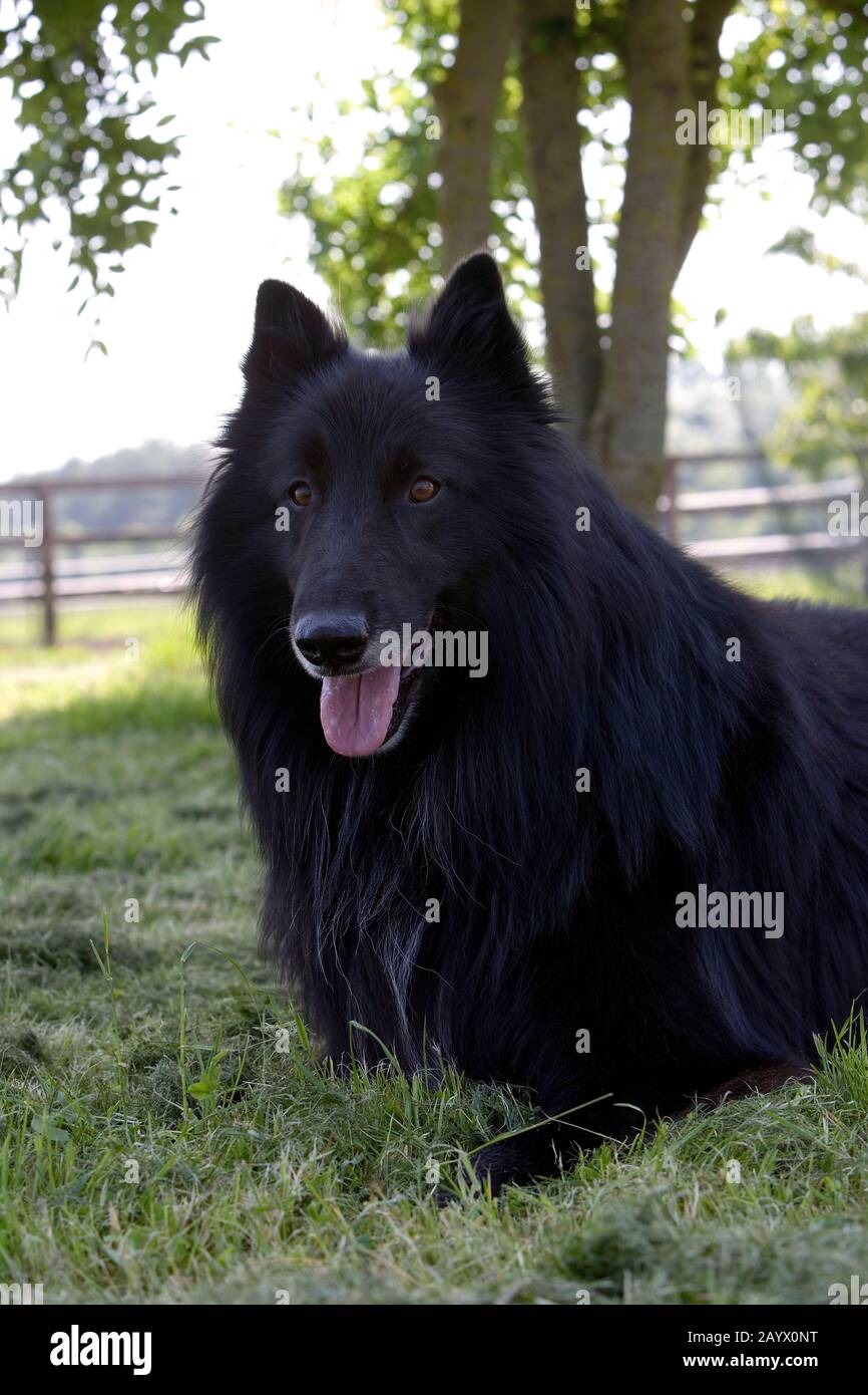 Groenendael shepherd hi-res stock photography and images - Alamy