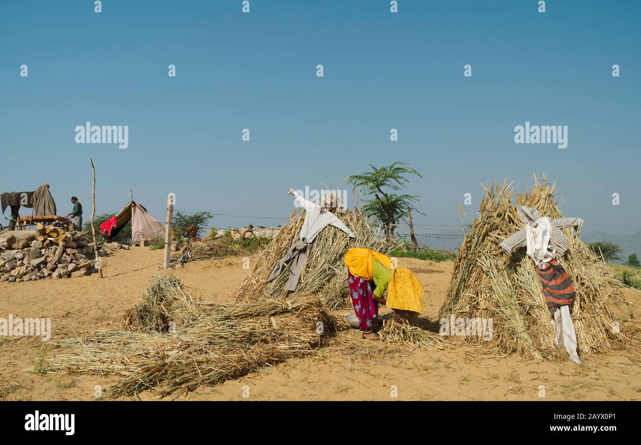 Thar desert food hi-res stock photography and images - Alamy