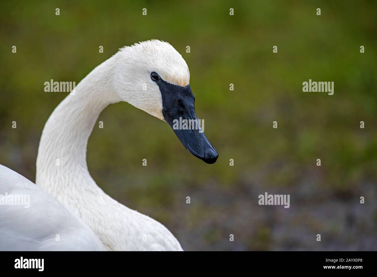 Portrait of a Trumpeter Swan-Cygnus buccinator Stock Photo - Alamy