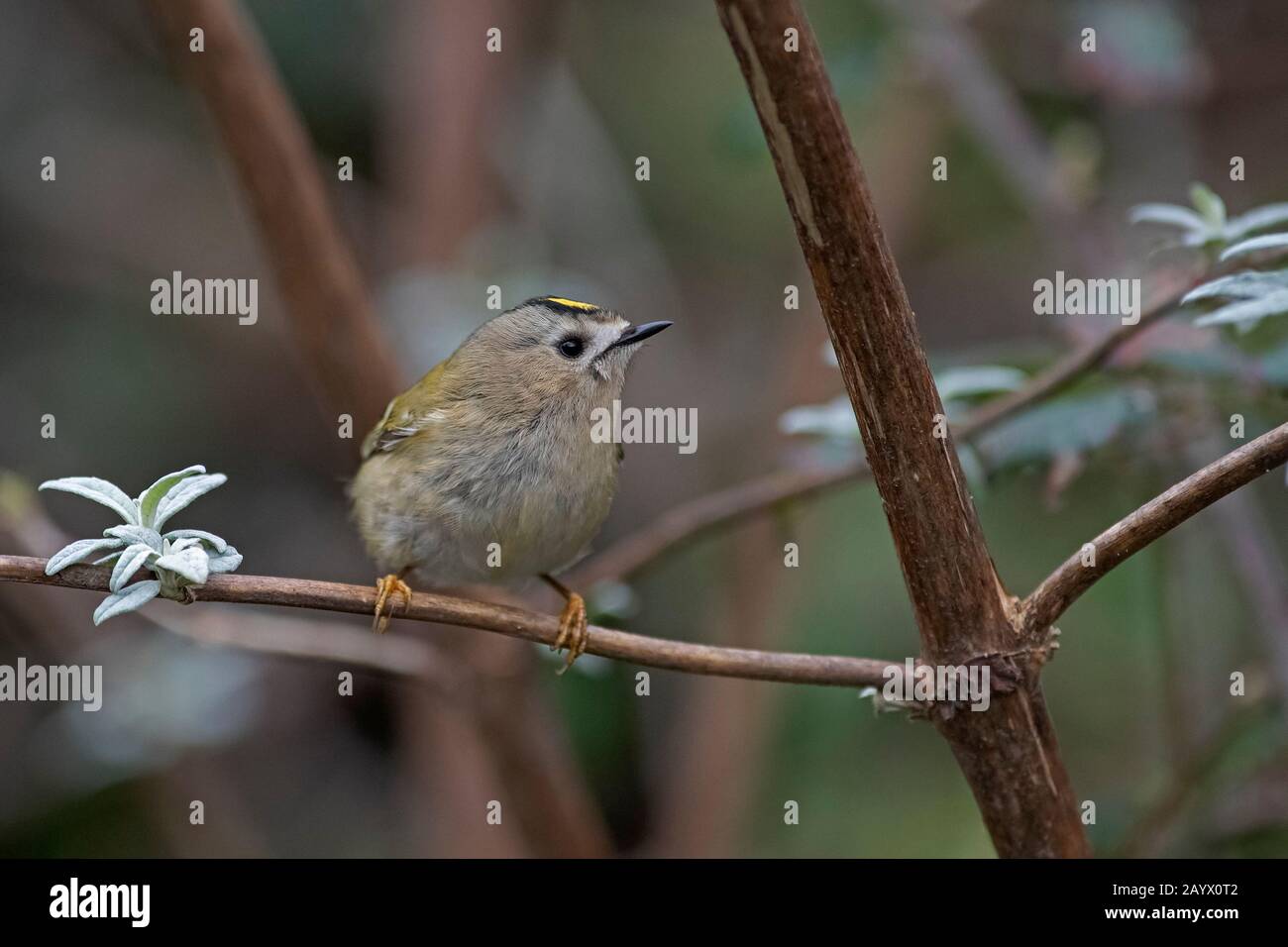 Regulus regulus bird hi-res stock photography and images - Alamy