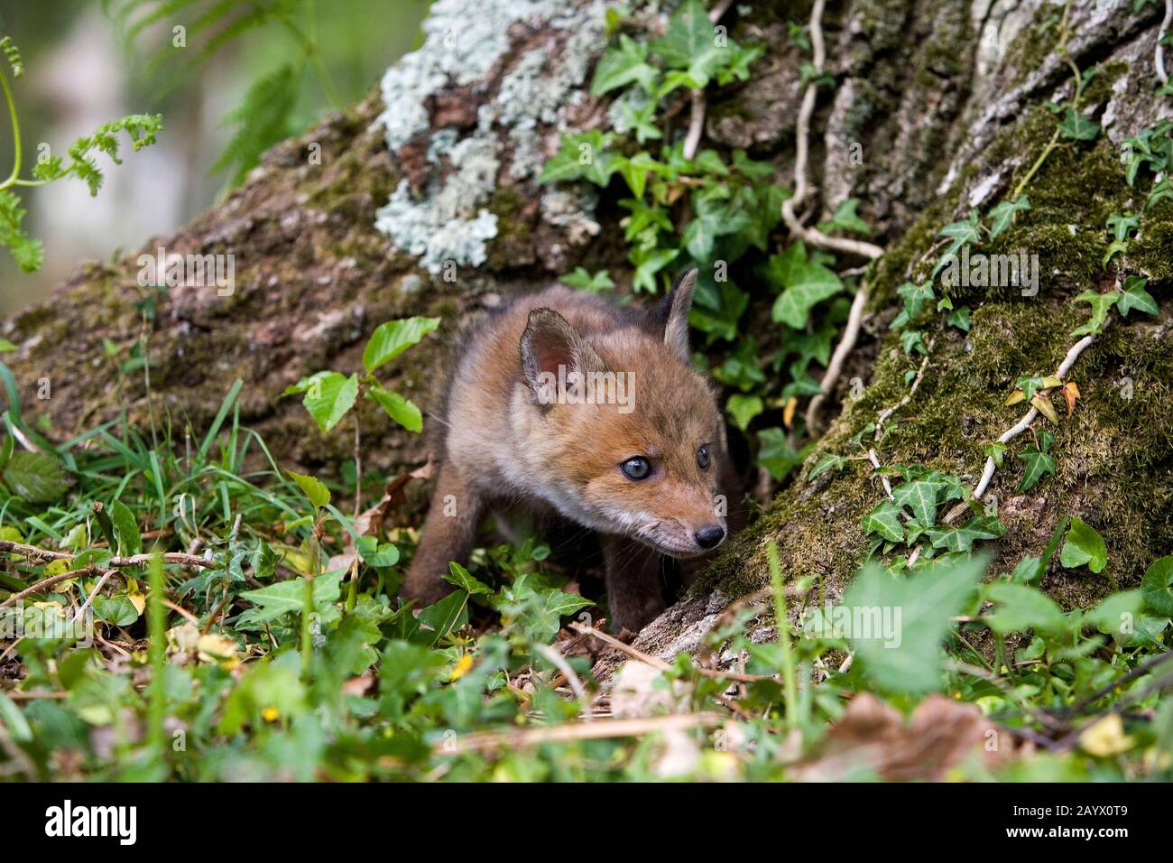 Red fox front view photo hi-res stock photography and images - Alamy