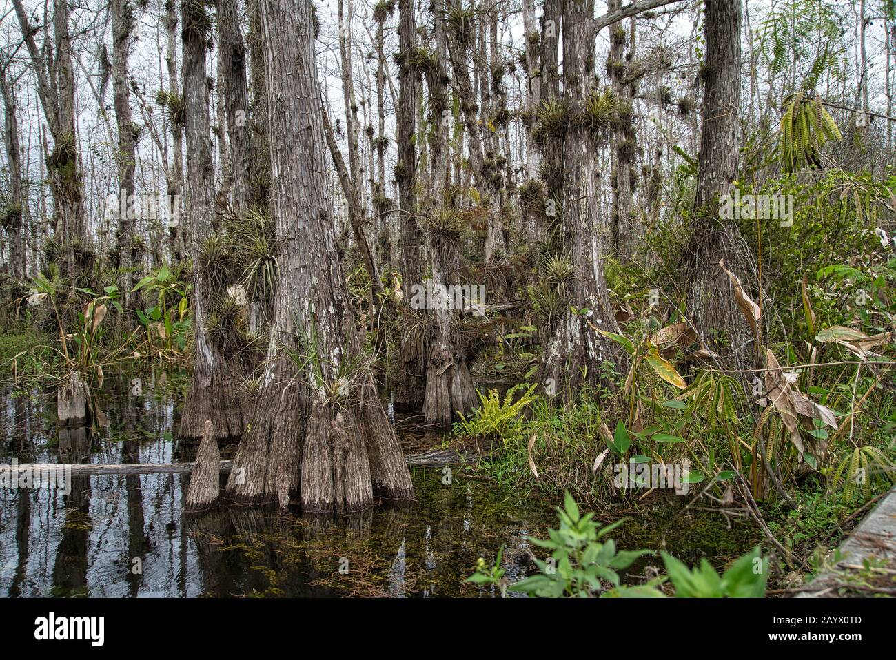 nature, mangroves and water in the swamp in the florida everglades ...