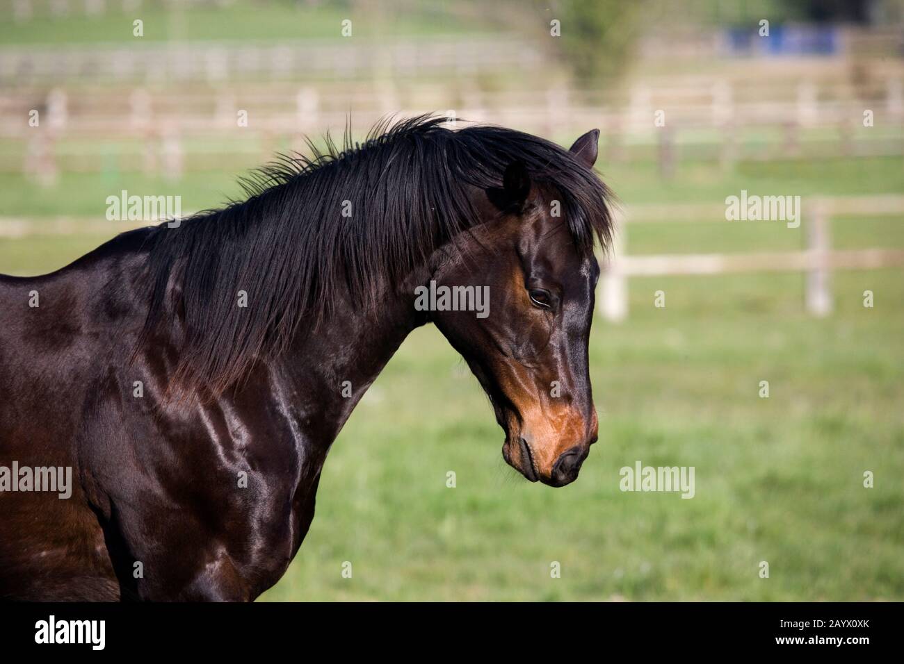 English thoroughbred hi-res stock photography and images - Alamy
