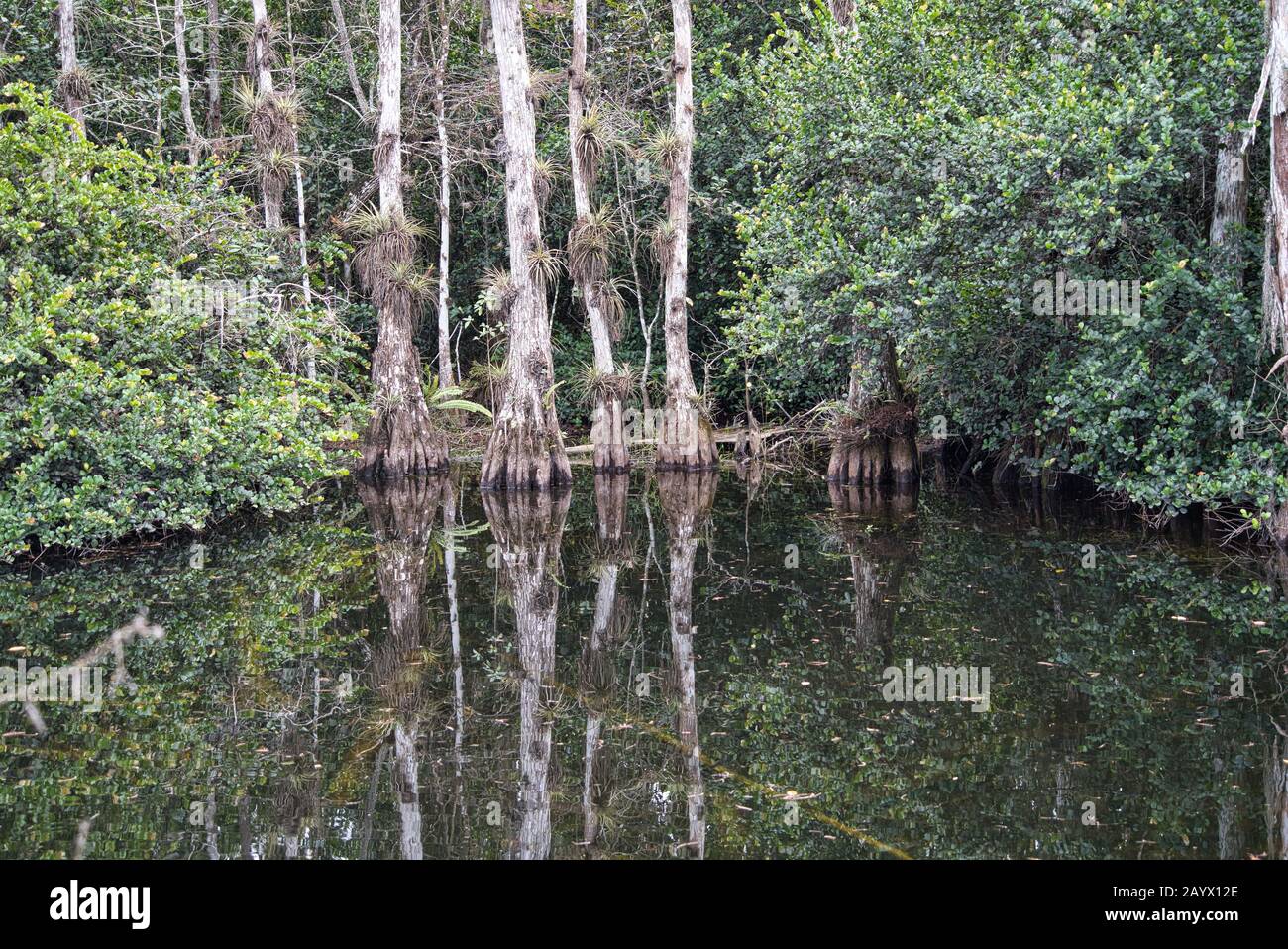 nature, mangroves and water in the swamp in the florida everglades ...