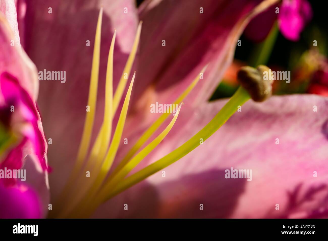 Lily flower bouquet hi-res stock photography and images - Alamy