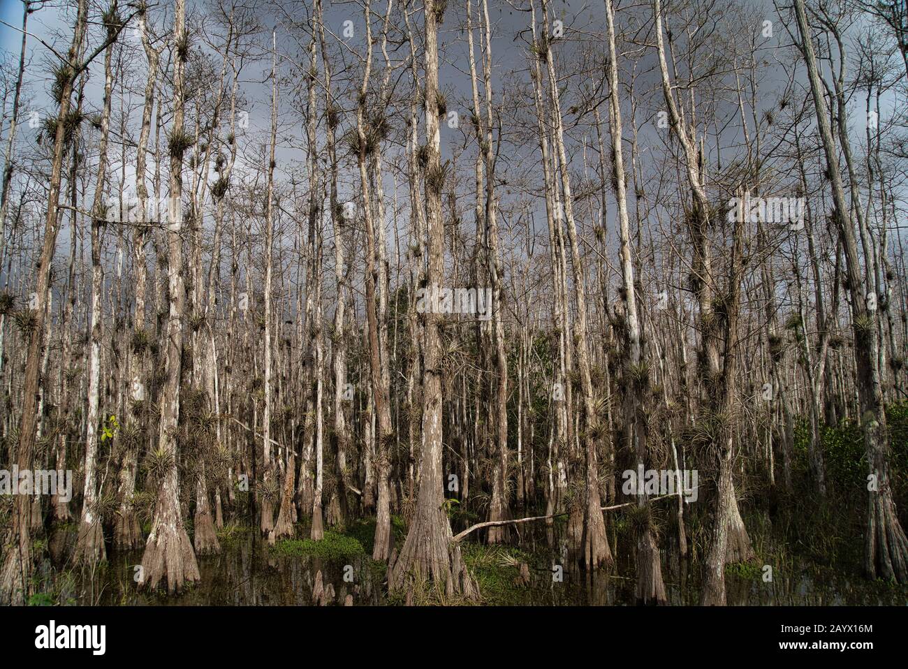 nature, mangroves and water in the swamp in the florida everglades ...