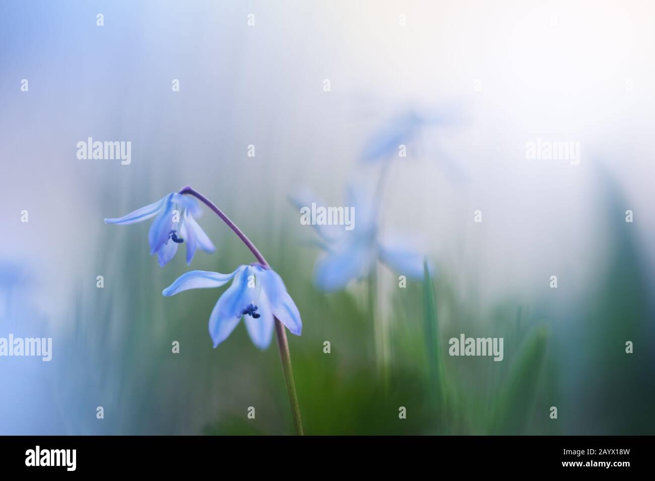 Blue Scilla, Siberian Squill (Scilla siberica) spring flower Stock ...