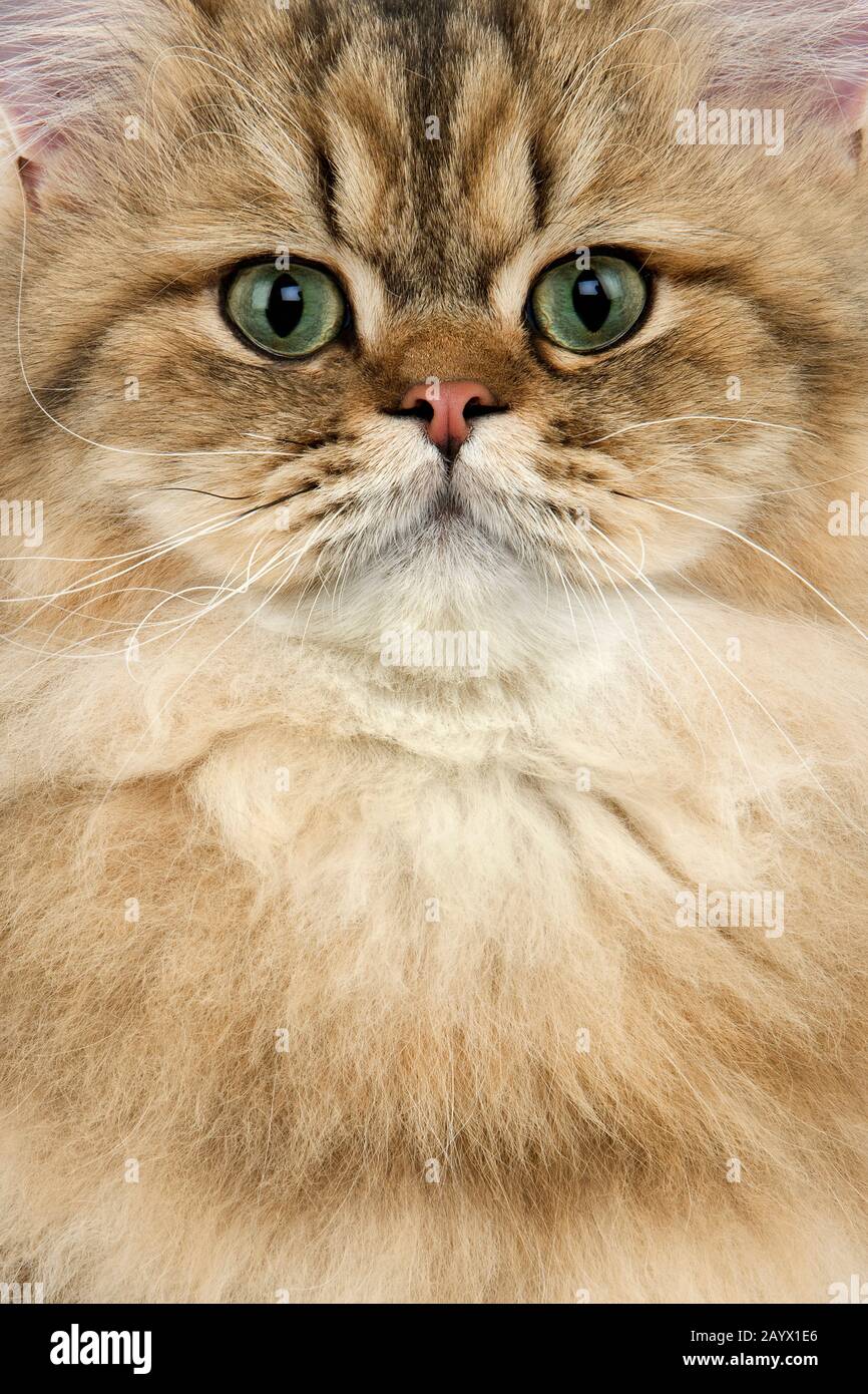 Golden persian cat hi-res stock photography and images - Alamy
