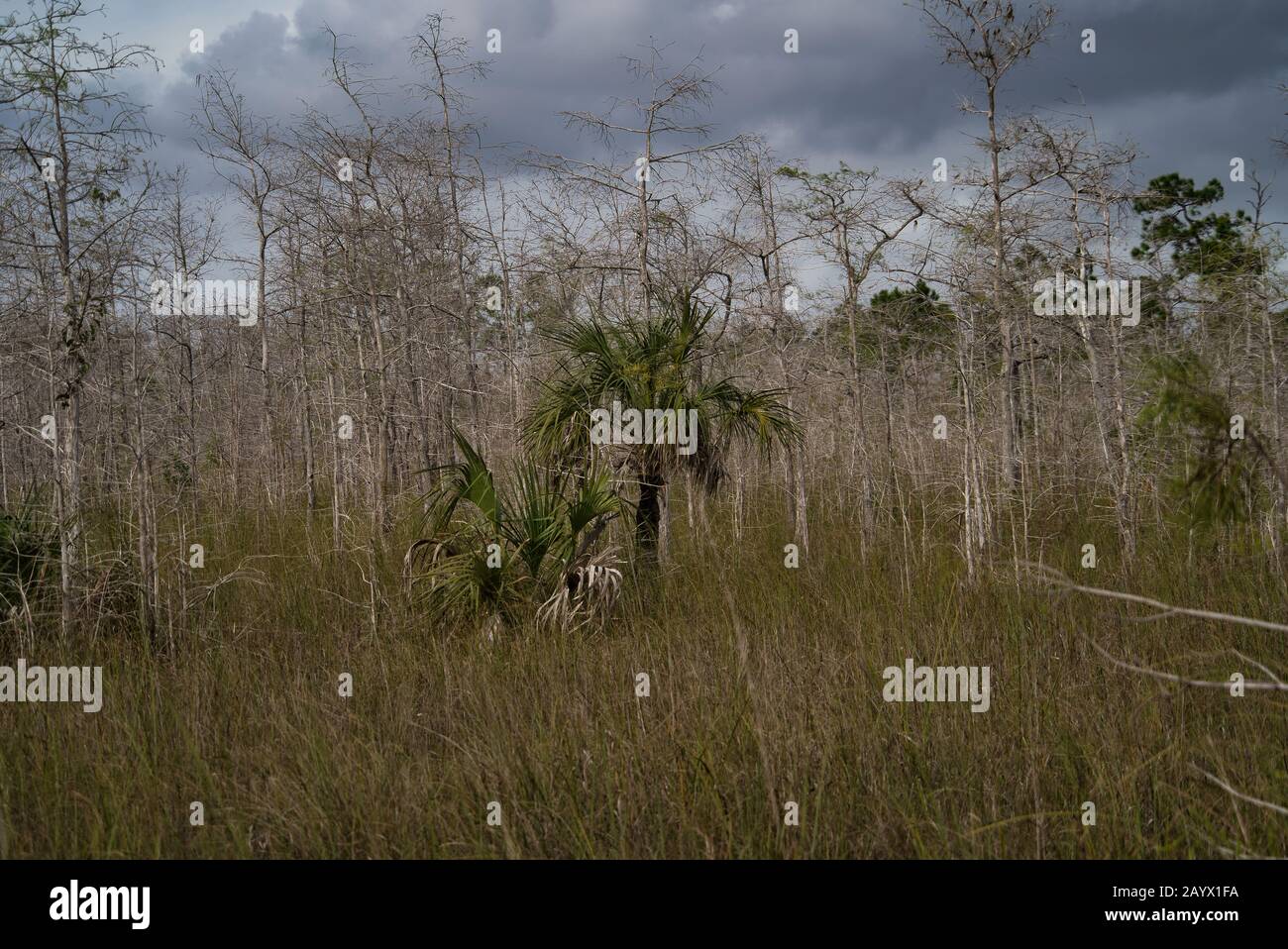 nature, mangroves and water in the swamp in the florida everglades ...