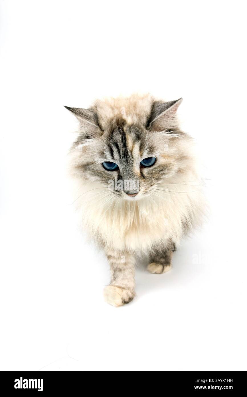 White and seal tabby point siberian domestic cat hi-res stock ...