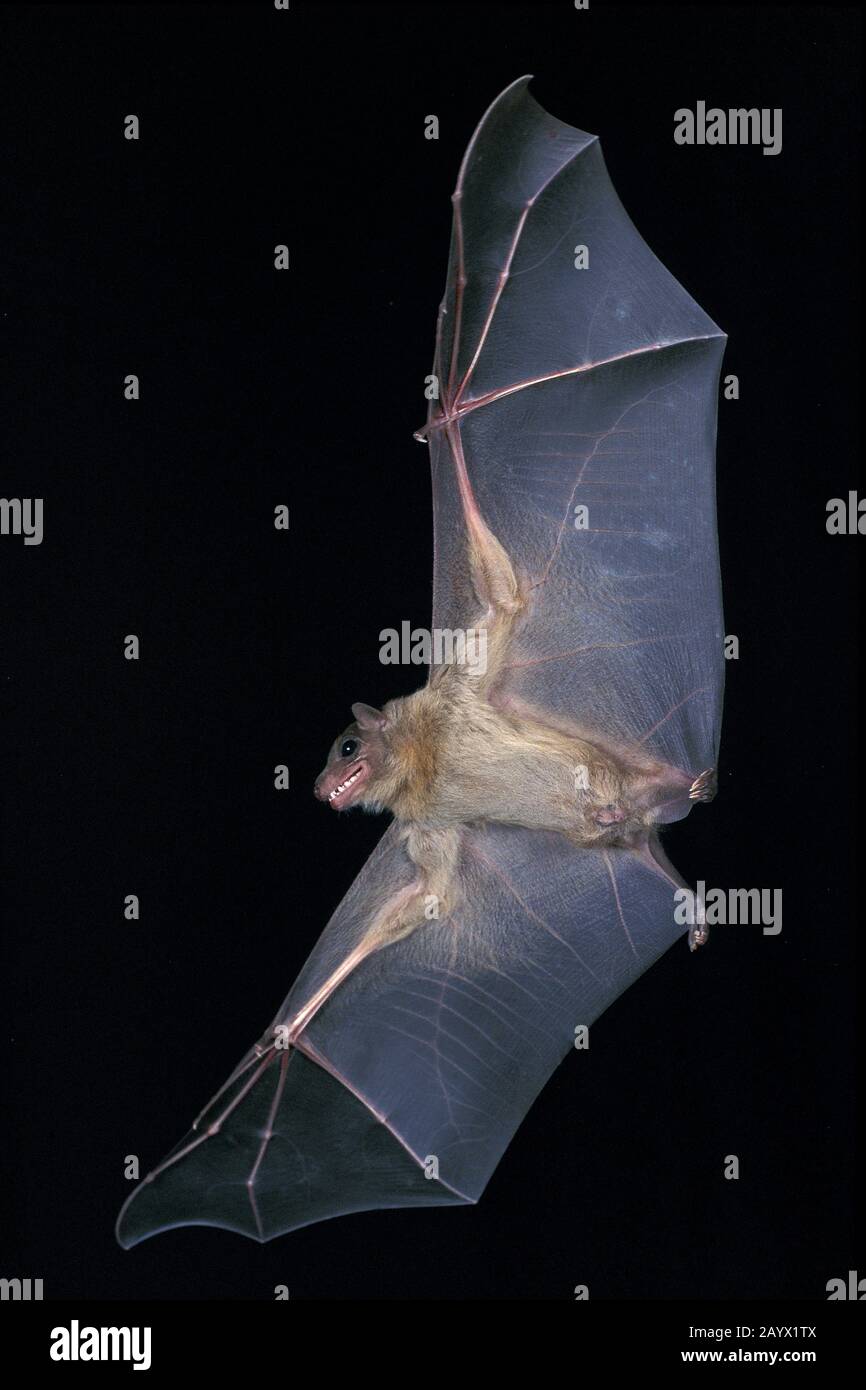 Mouse-Eared Bat, myotis myotis, Adult in Flight Stock Photo - Alamy