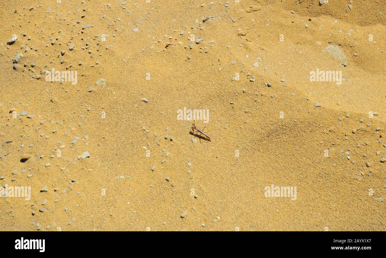 Greece, insect in Little Sahara aka Pachies Ammoudies on Lemnos island ...