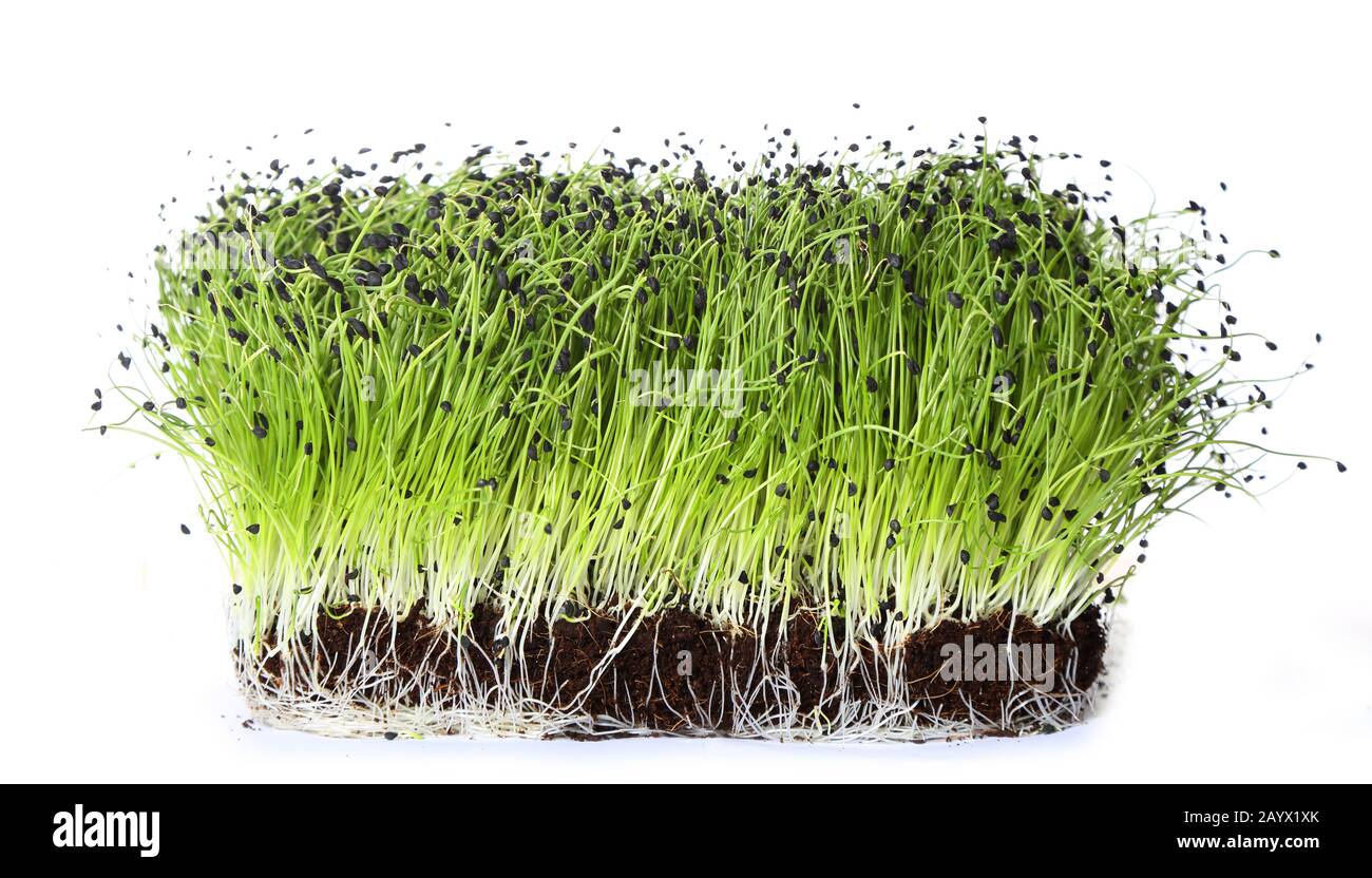 chives sprouts on white background Stock Photo - Alamy