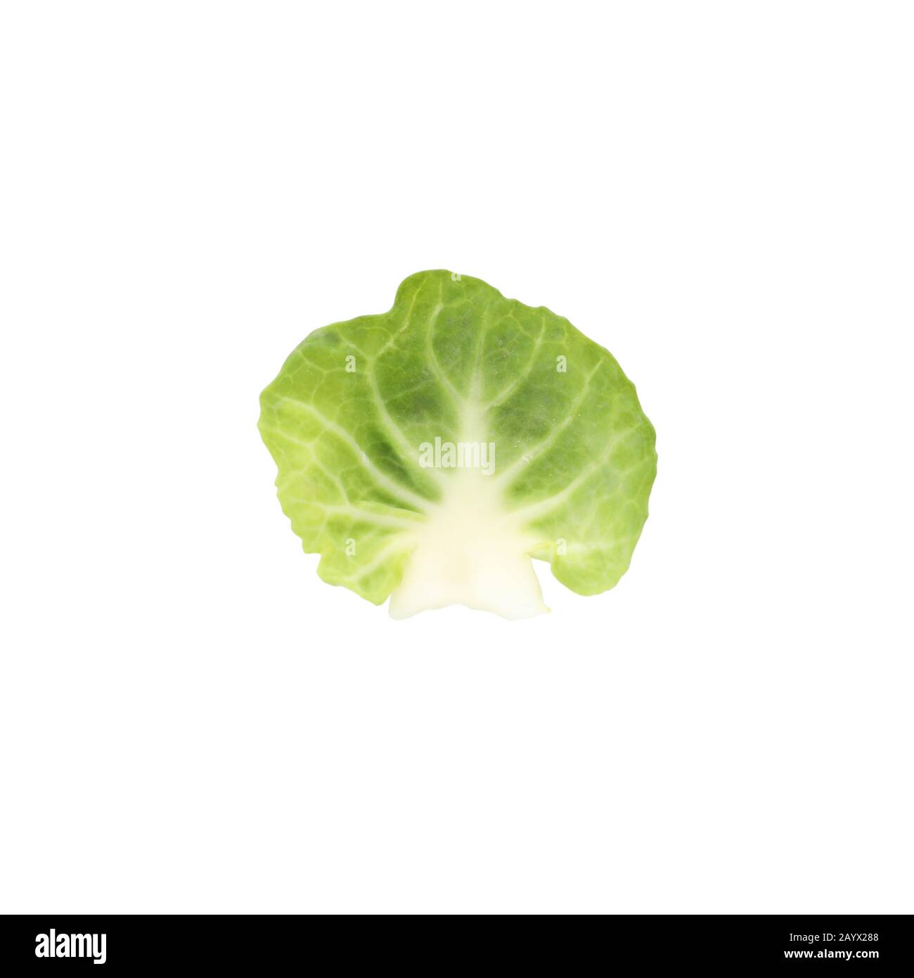 Single brussels sprout isolated on white background Stock Photo - Alamy