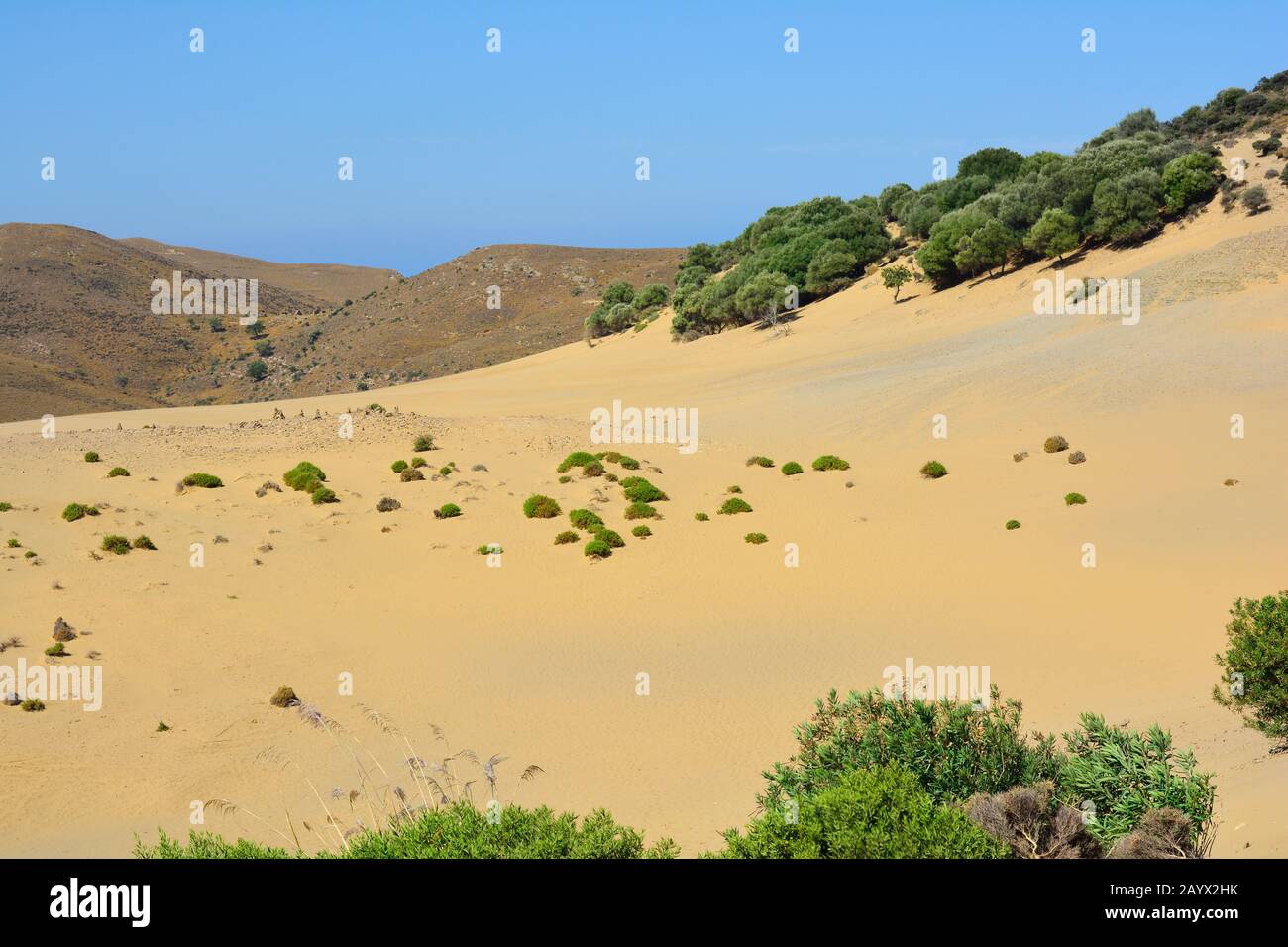 Vegetation in sahara desert hi-res stock photography and images - Alamy