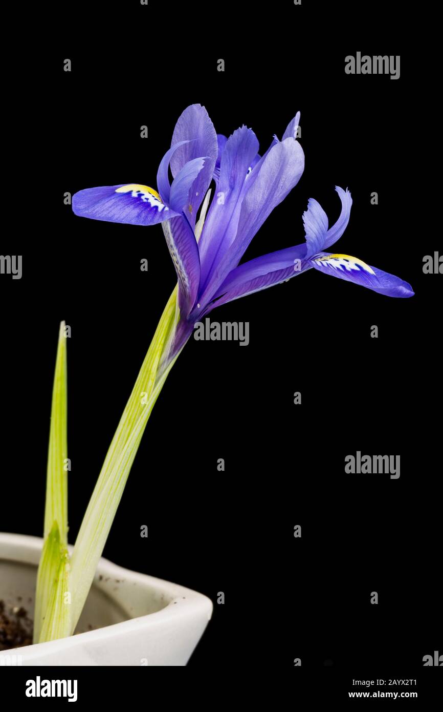 Iris reticulata, flowering indoors, January Stock Photo - Alamy