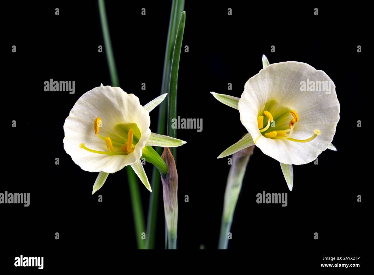 Narcissus bulbocodium arctic bells hi-res stock photography and images ...