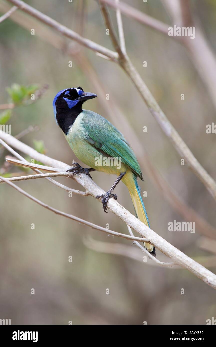 Weslaco hi-res stock photography and images - Alamy