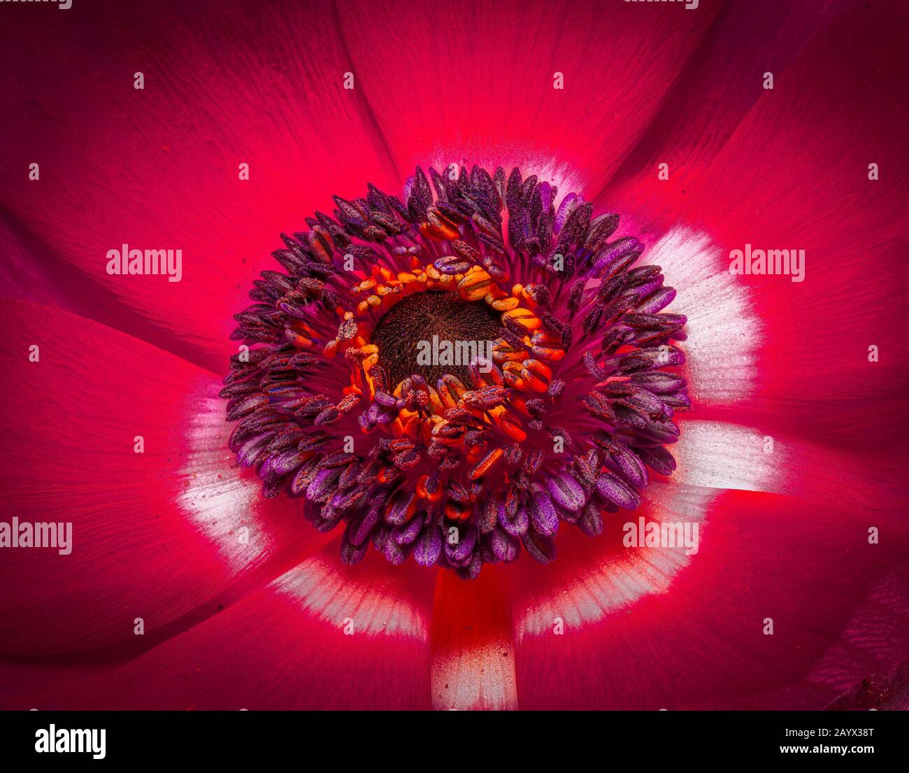 surrealistic red white anemone blossom heart, fine art still life macro ...