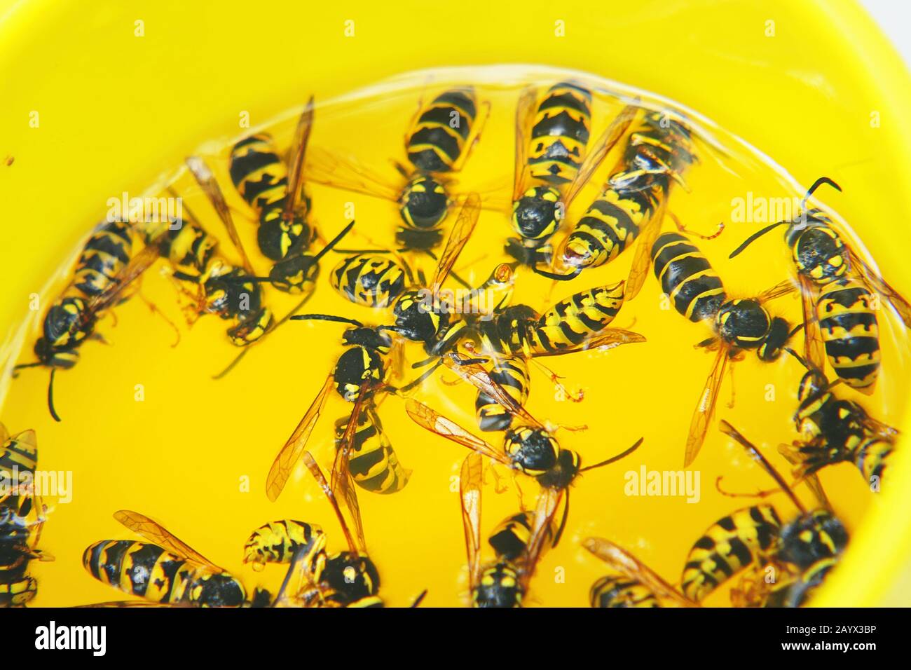 Drowning insects hi-res stock photography and images - Alamy