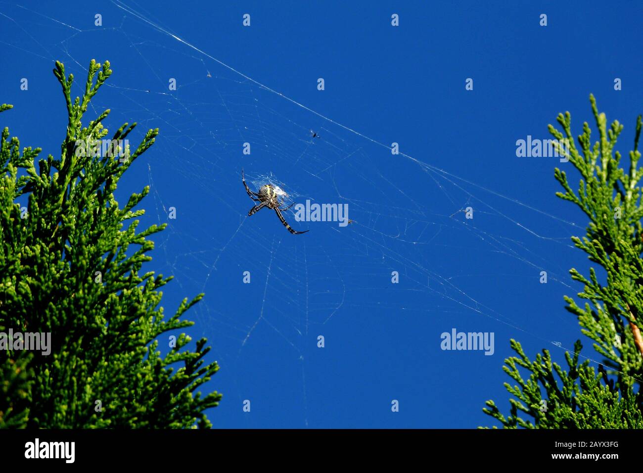 Spider web between trees hi-res stock photography and images - Alamy