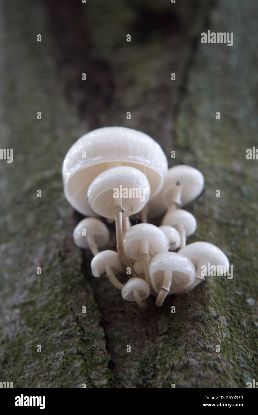 Forage cap hi-res stock photography and images - Alamy