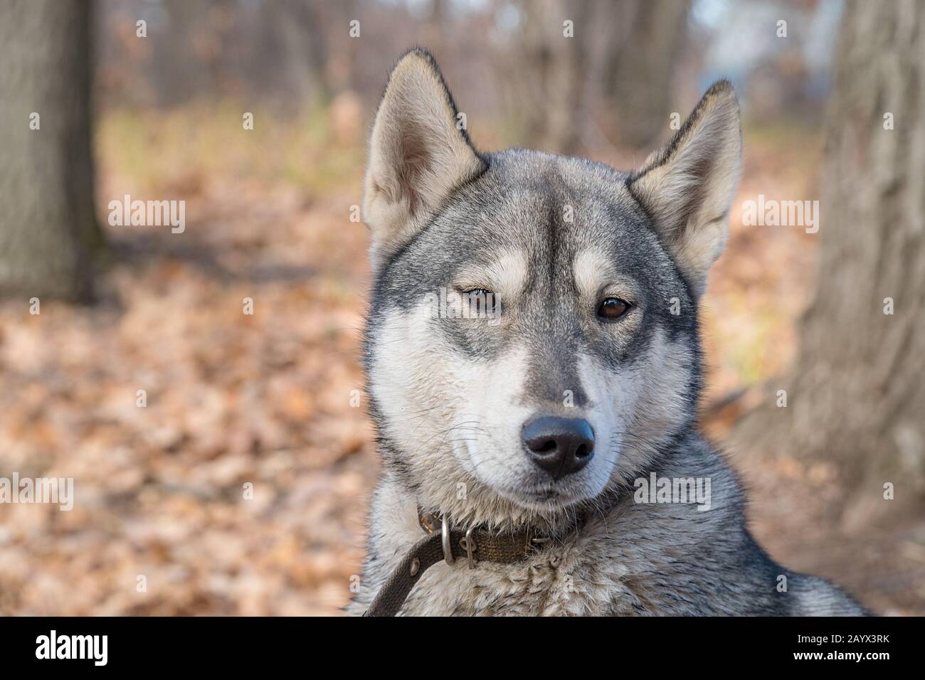Portrait of a dog breed West Siberian Laika Stock Photo - Alamy