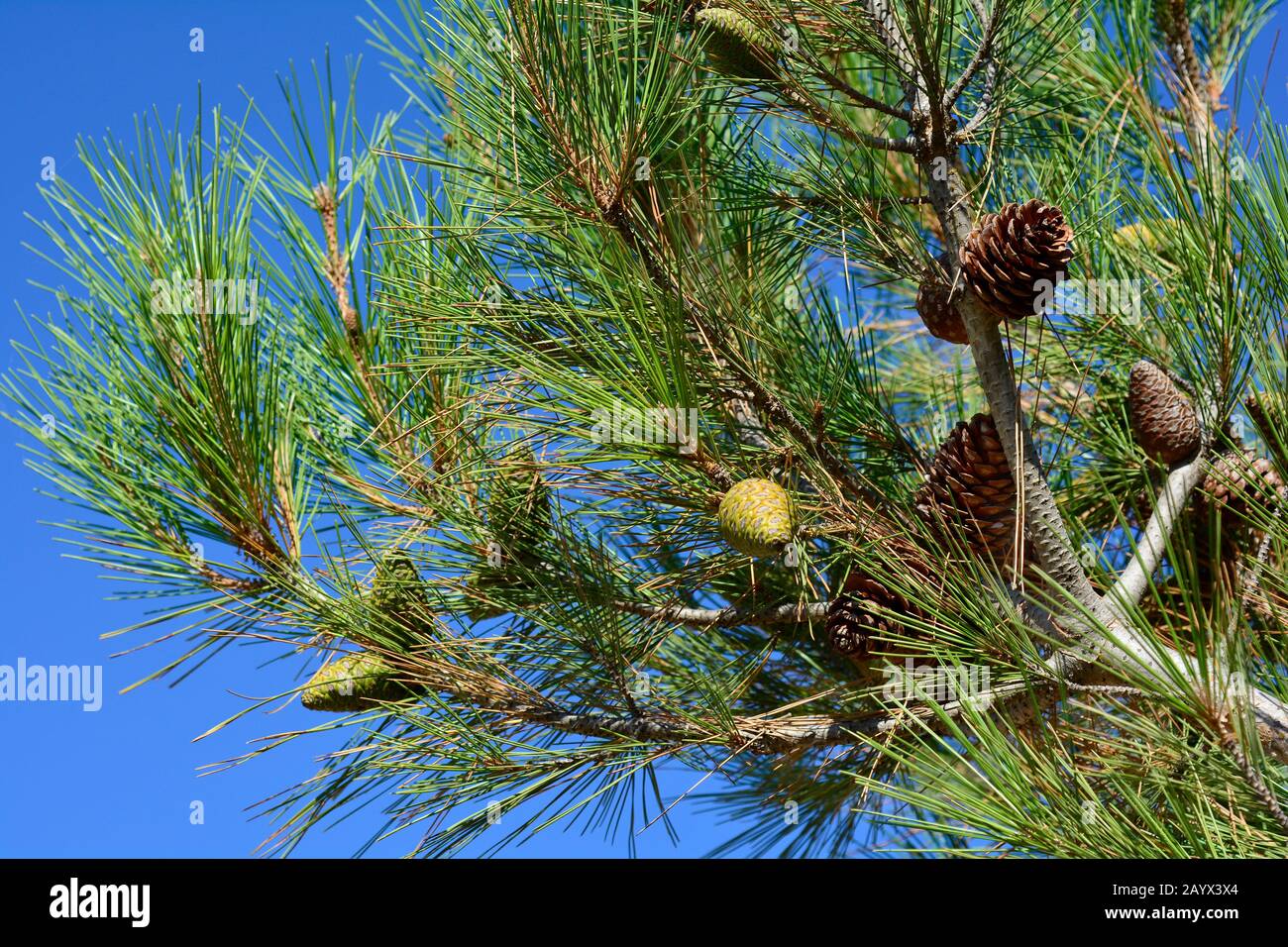 Greek pine tree hi-res stock photography and images - Alamy