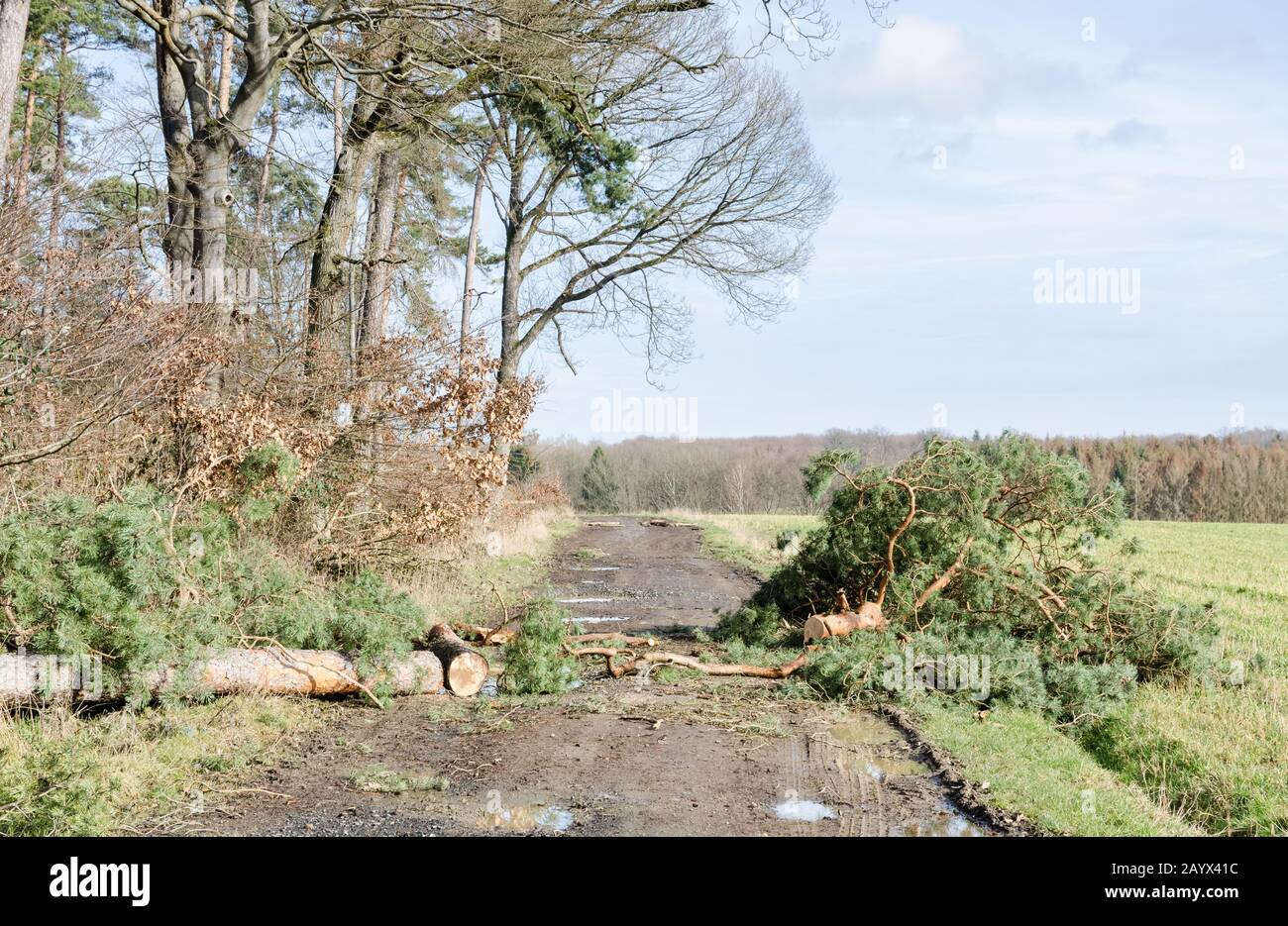 Tree destroyed by storm hi-res stock photography and images - Alamy