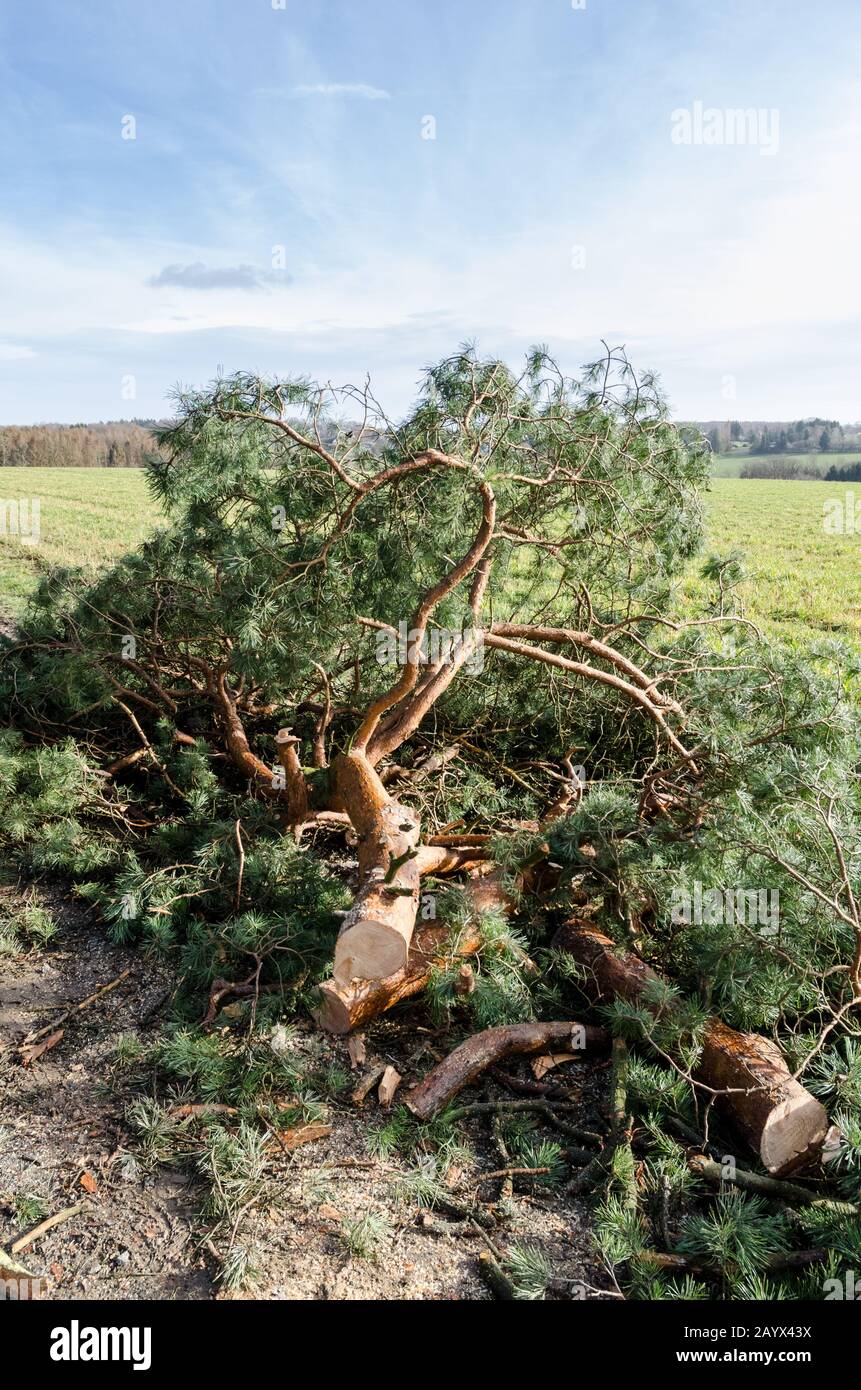 Snapped tree in storm hi-res stock photography and images - Alamy