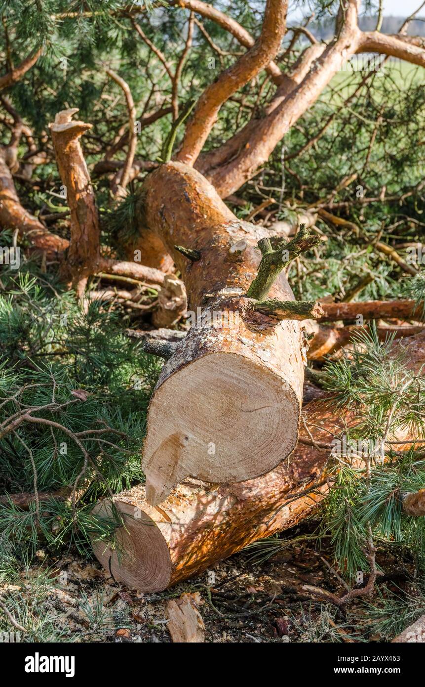 Snapped tree in storm hi-res stock photography and images - Alamy