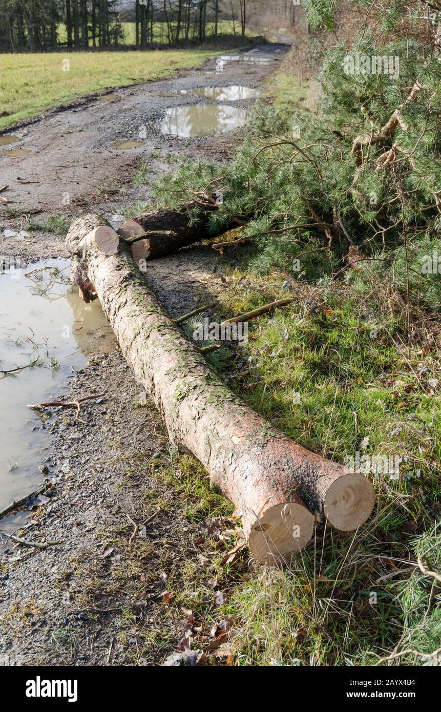 Snapped tree in storm hi-res stock photography and images - Alamy