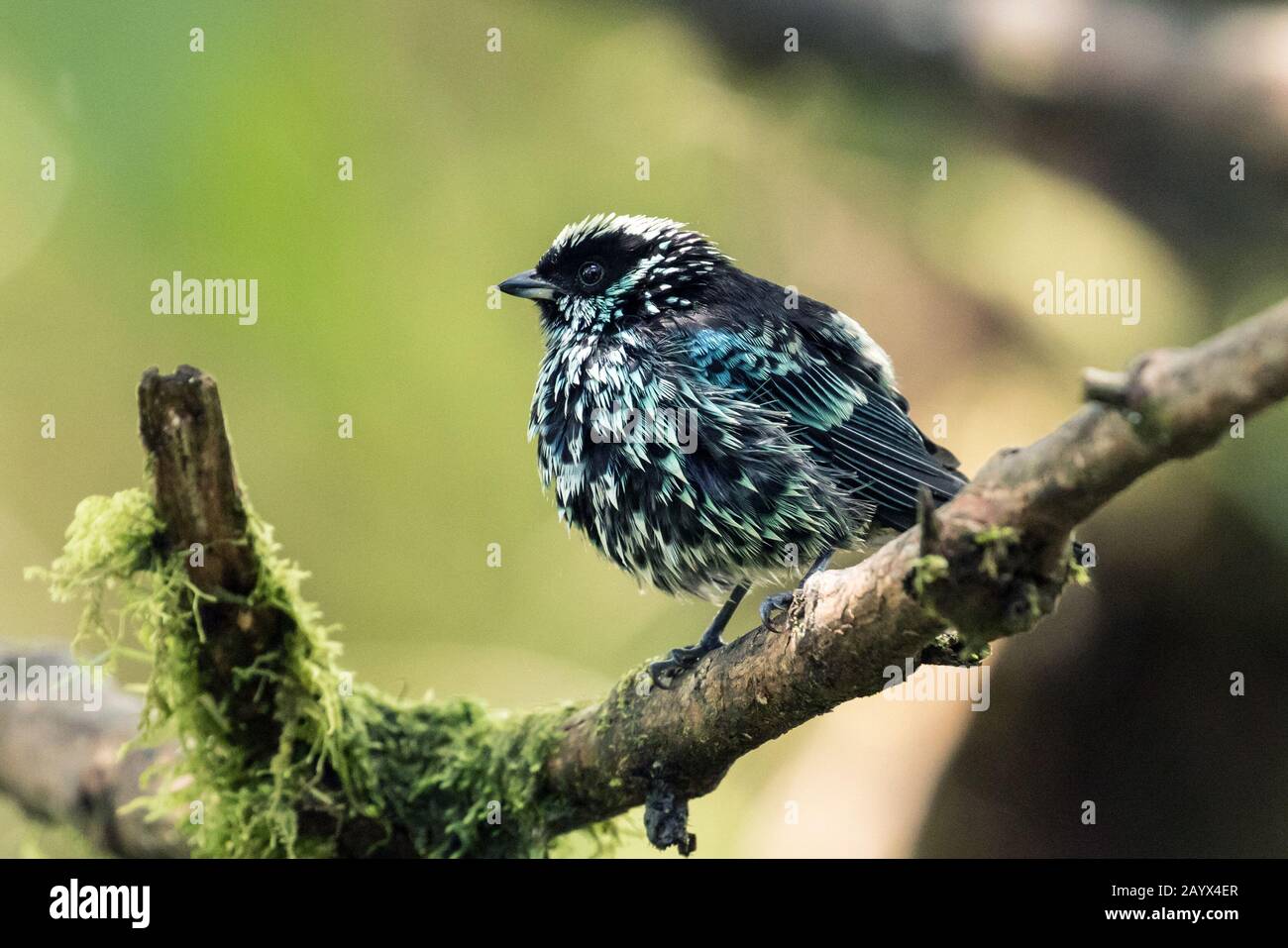 Peru tanager hi-res stock photography and images - Alamy