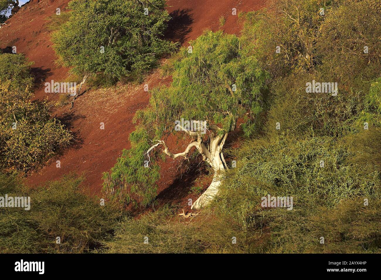 Kokwa island hi-res stock photography and images - Alamy