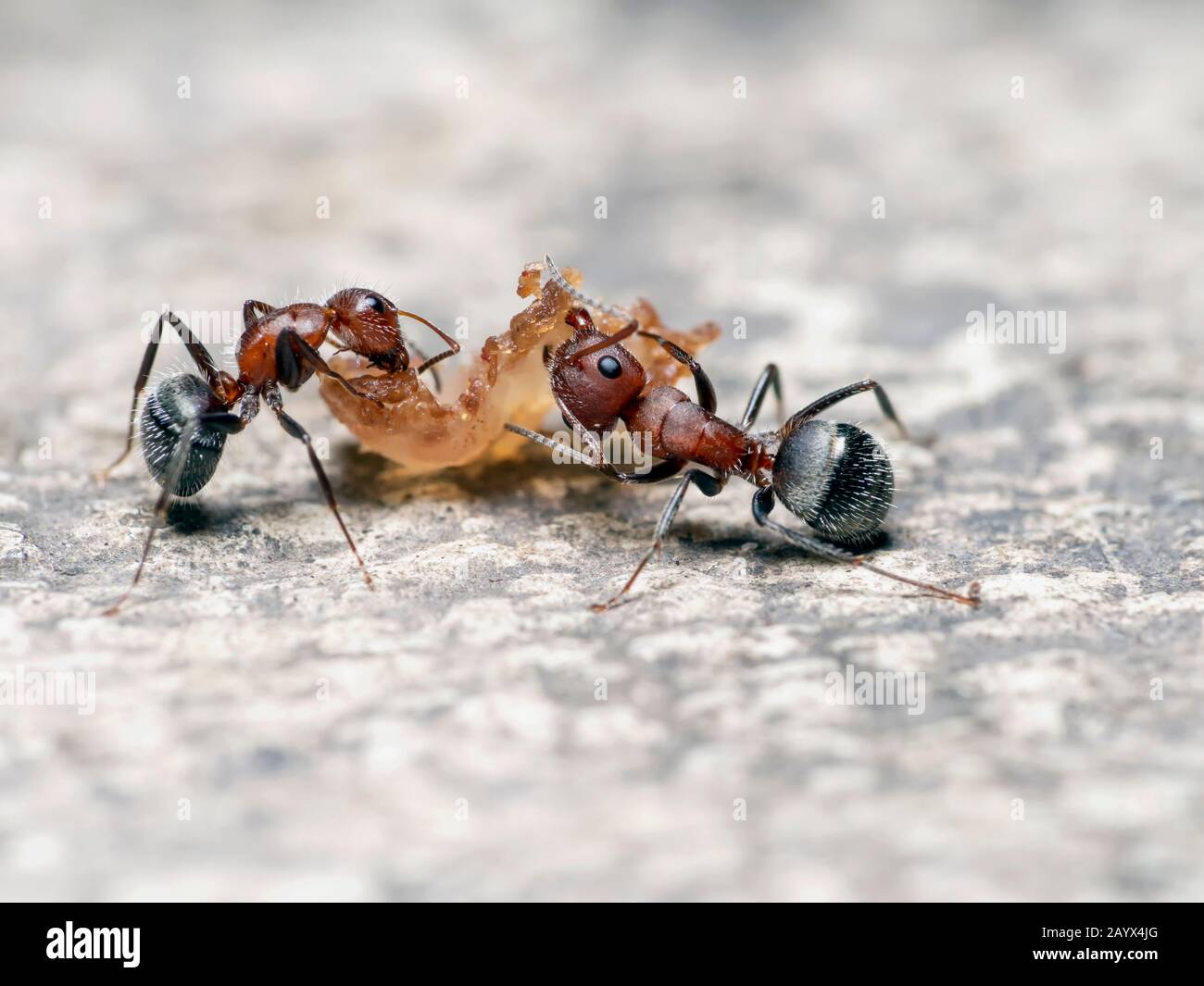Baby Red Ants