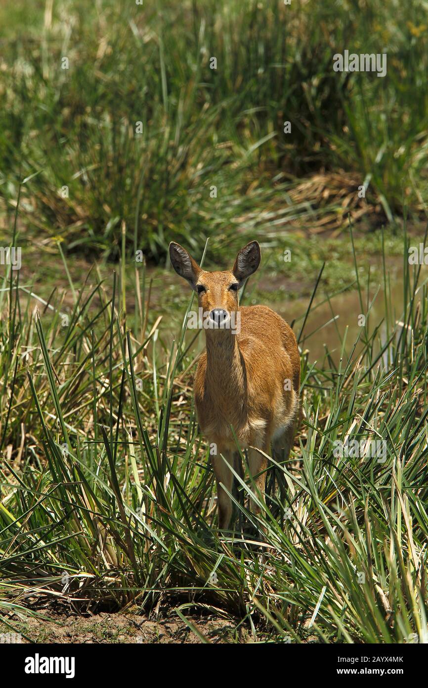Reedbuck Common High Resolution Stock Photography and Images - Alamy