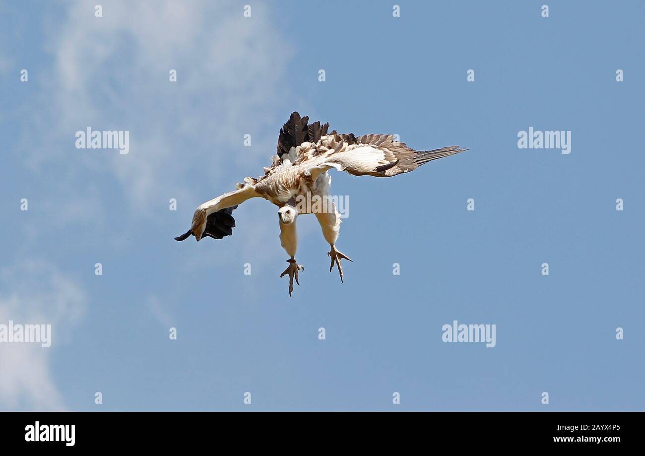 Gyps himalayensis hi-res stock photography and images - Alamy