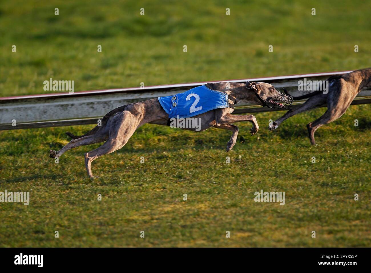 Racing greyhound standing hi-res stock photography and images - Alamy