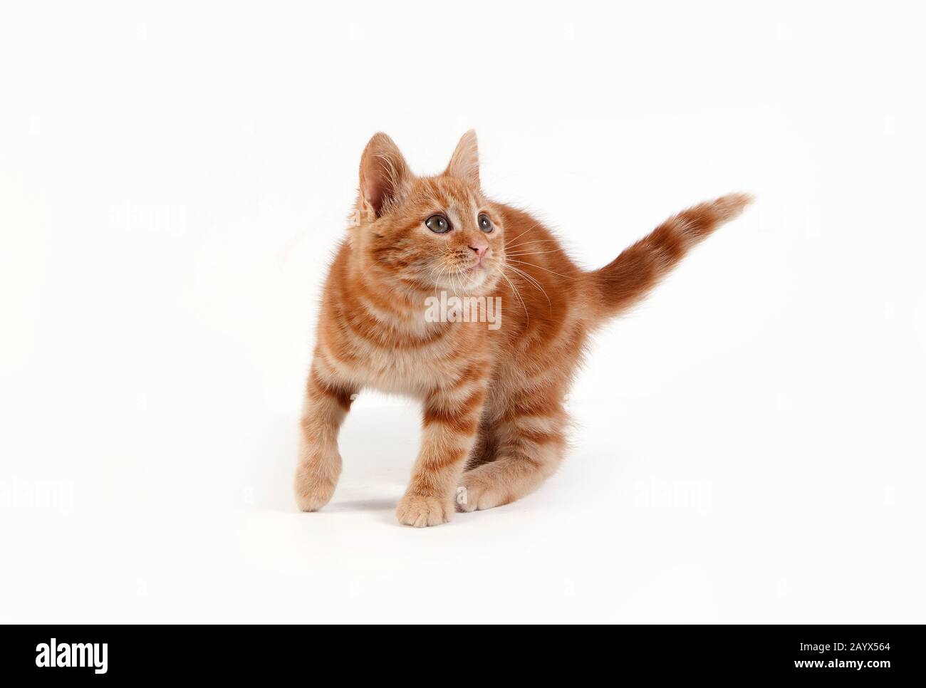 Red white tabby cat standing hi-res stock photography and images - Alamy