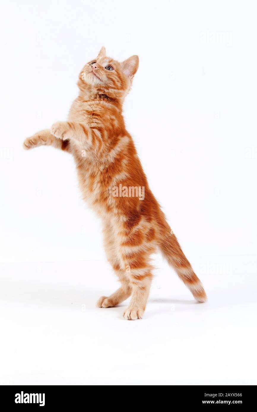 Kitten standing hind legs hi-res stock photography and images - Alamy