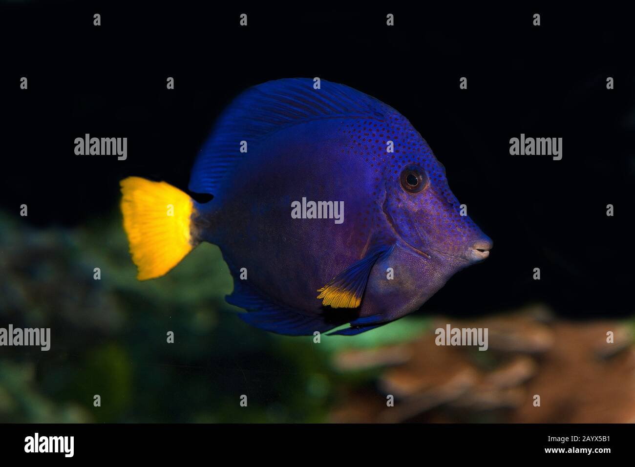 Purple Tang or Yellowtail Tang or Yellowtail Surgeonfish, zebrasoma ...