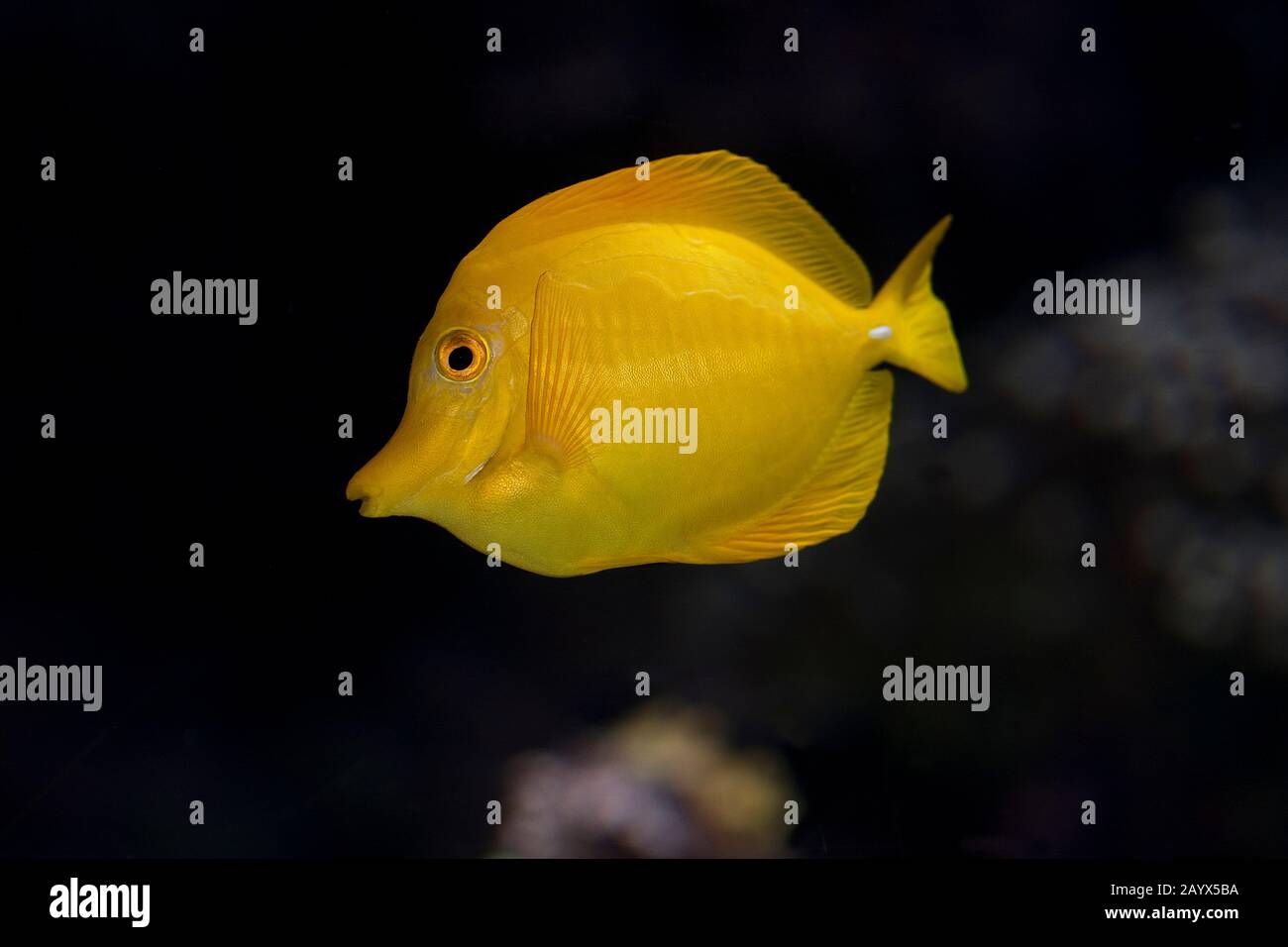 Yellow Tang Fish, zebrasoma flavescens Stock Photo - Alamy