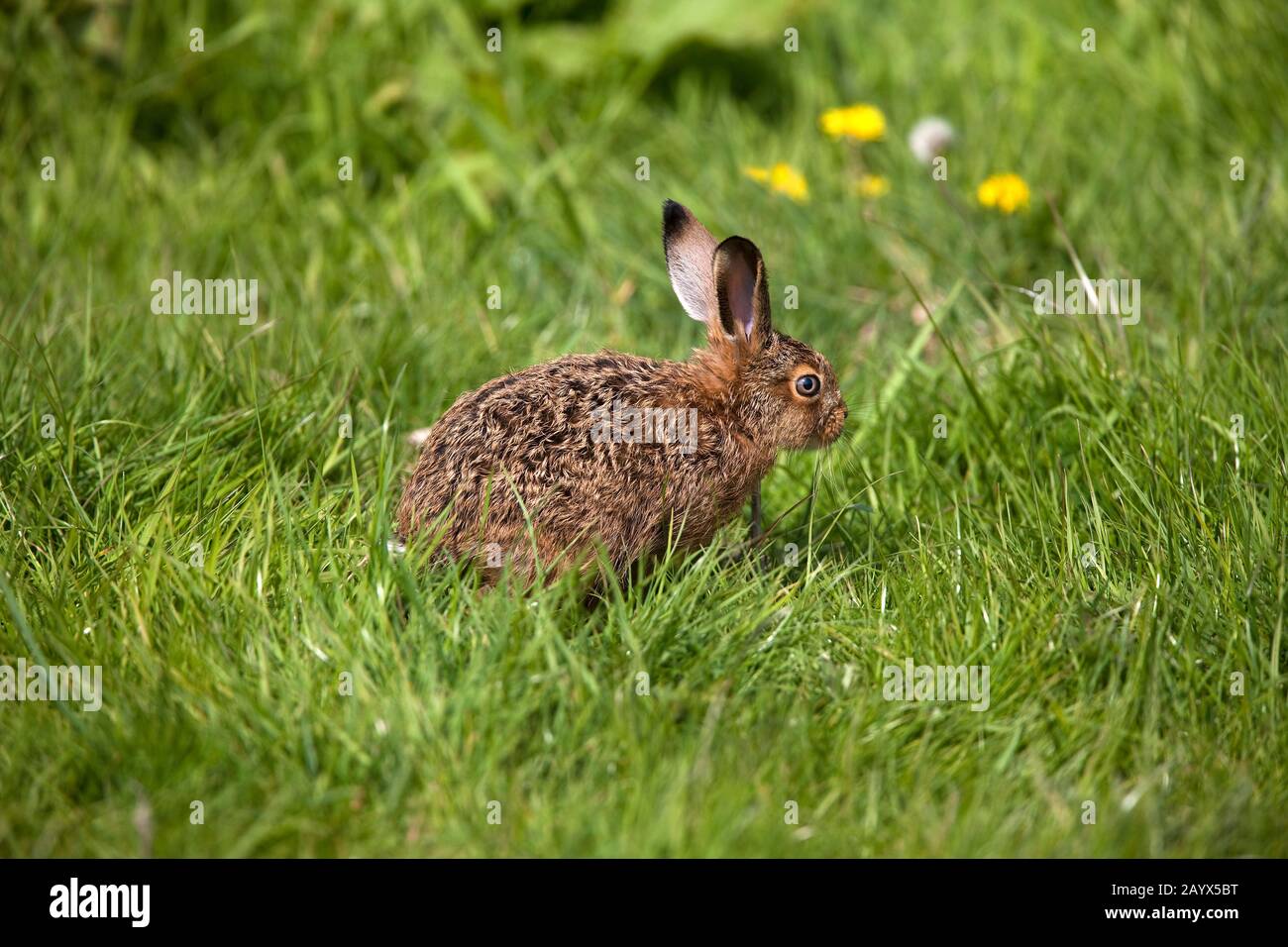 European Brown Hare, lepus europaeus, Leveret standing on Grass ...