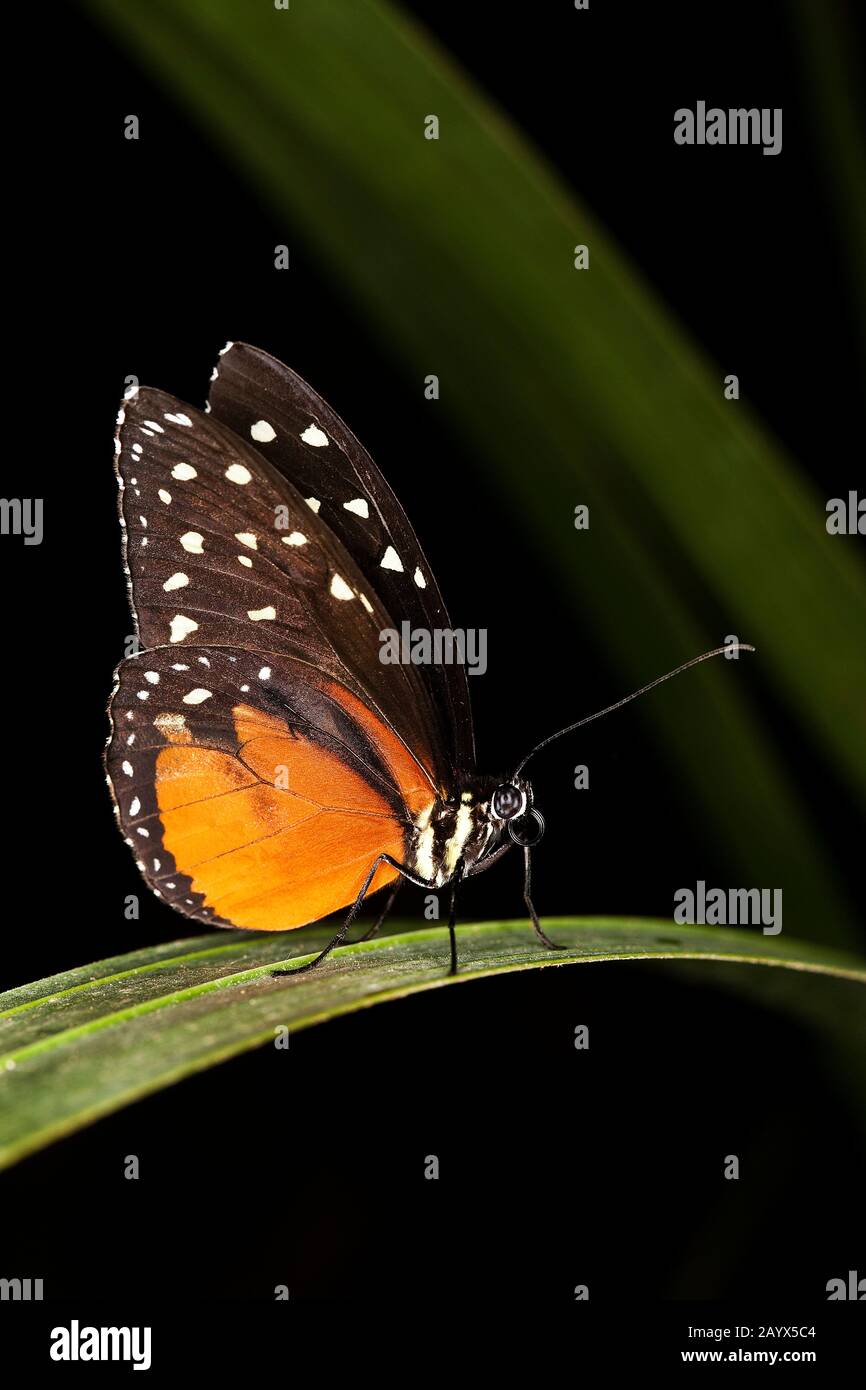 Tiger Longwing or Golden Helicon, heliconius hecale Stock Photo - Alamy