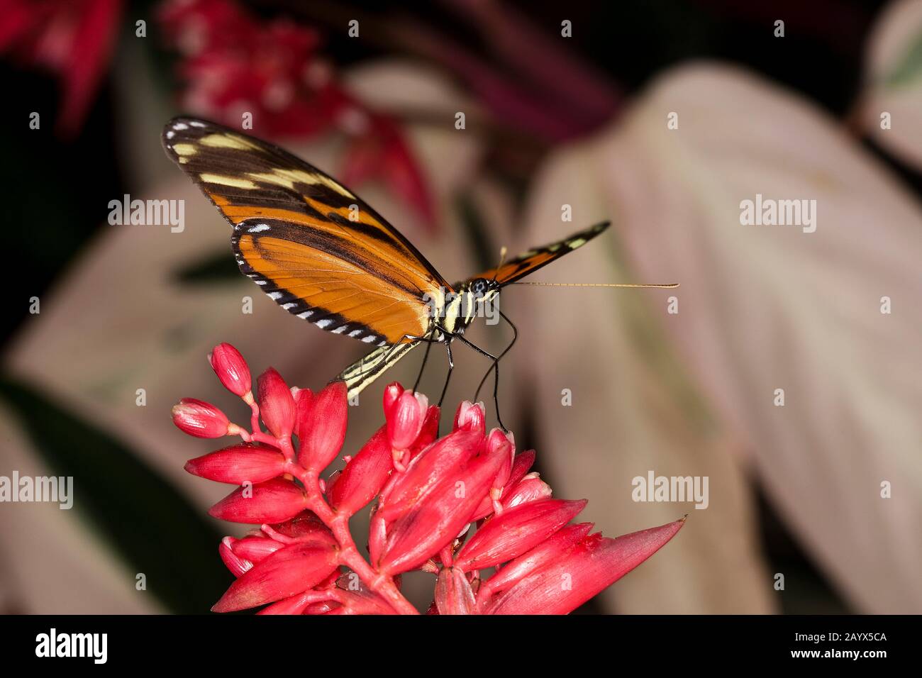 Eueides butterfly, eueides isabella Stock Photo - Alamy