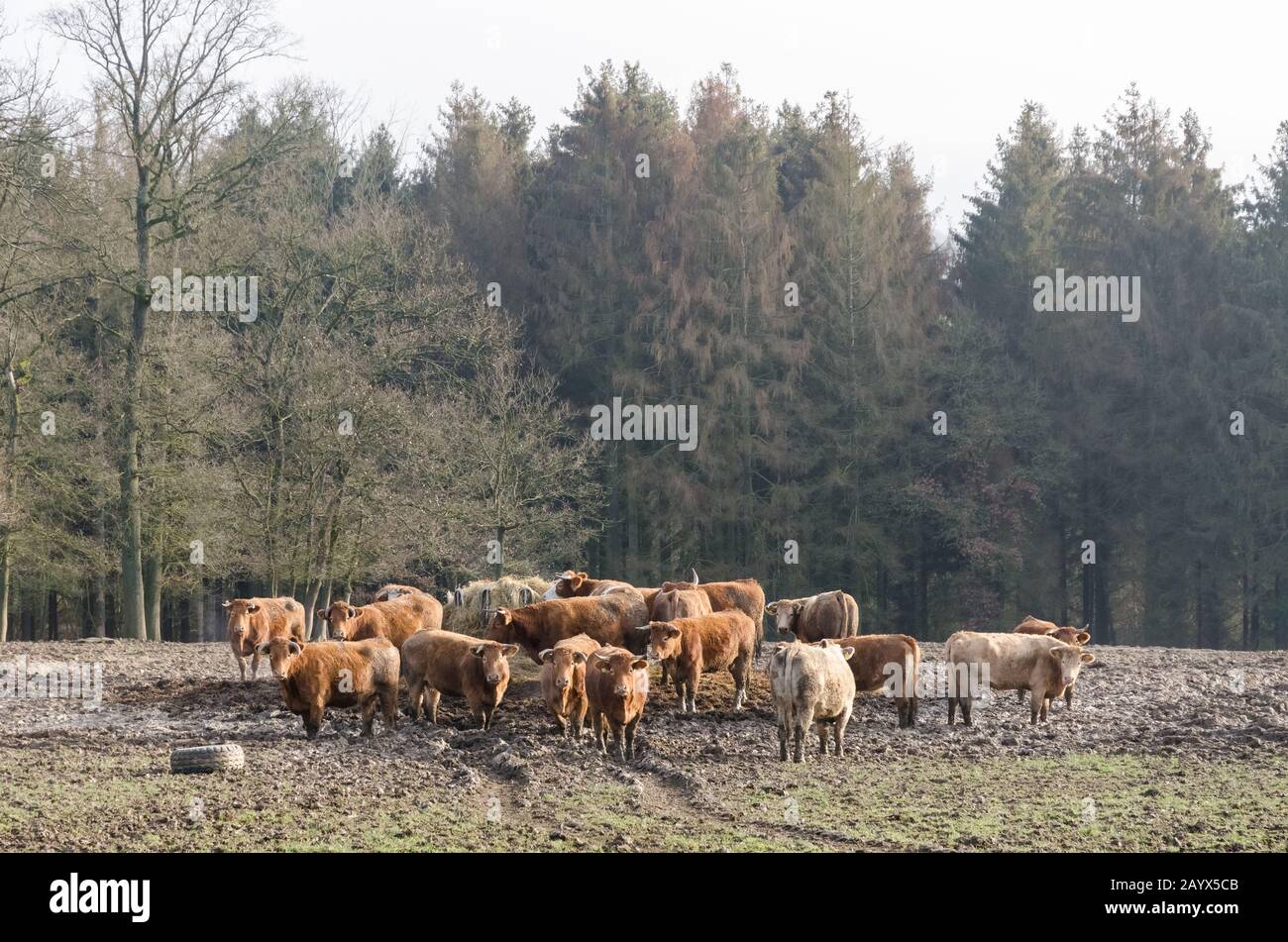 Muddy Cow High Resolution Stock Photography and Images - Alamy